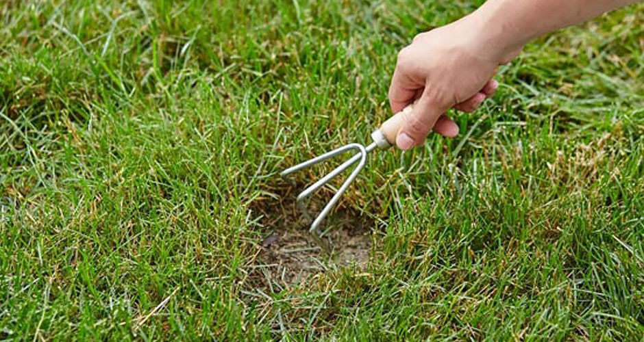 How to repair a damaged lawn? 3 steps will make it new